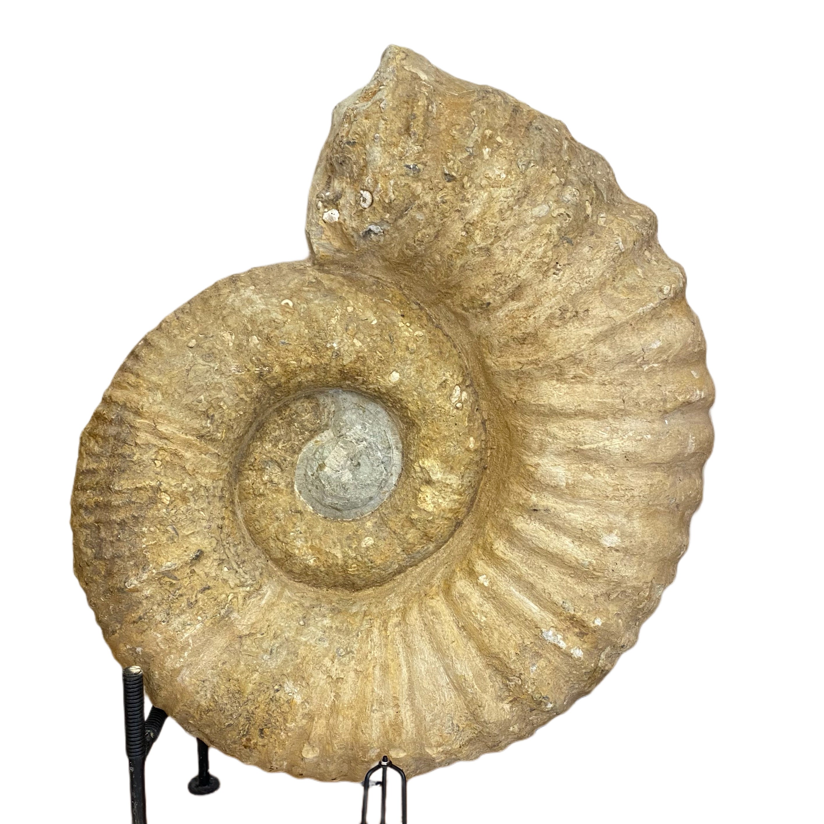 Ammonite Raw – Sterling And Stone Jewelry